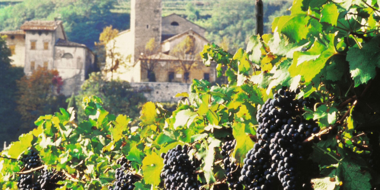 Isera: famosa per la produzione del vino Marzemino