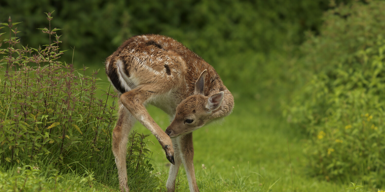 Valle di Daone - Natura - Luoghi incantevoli - Trentino