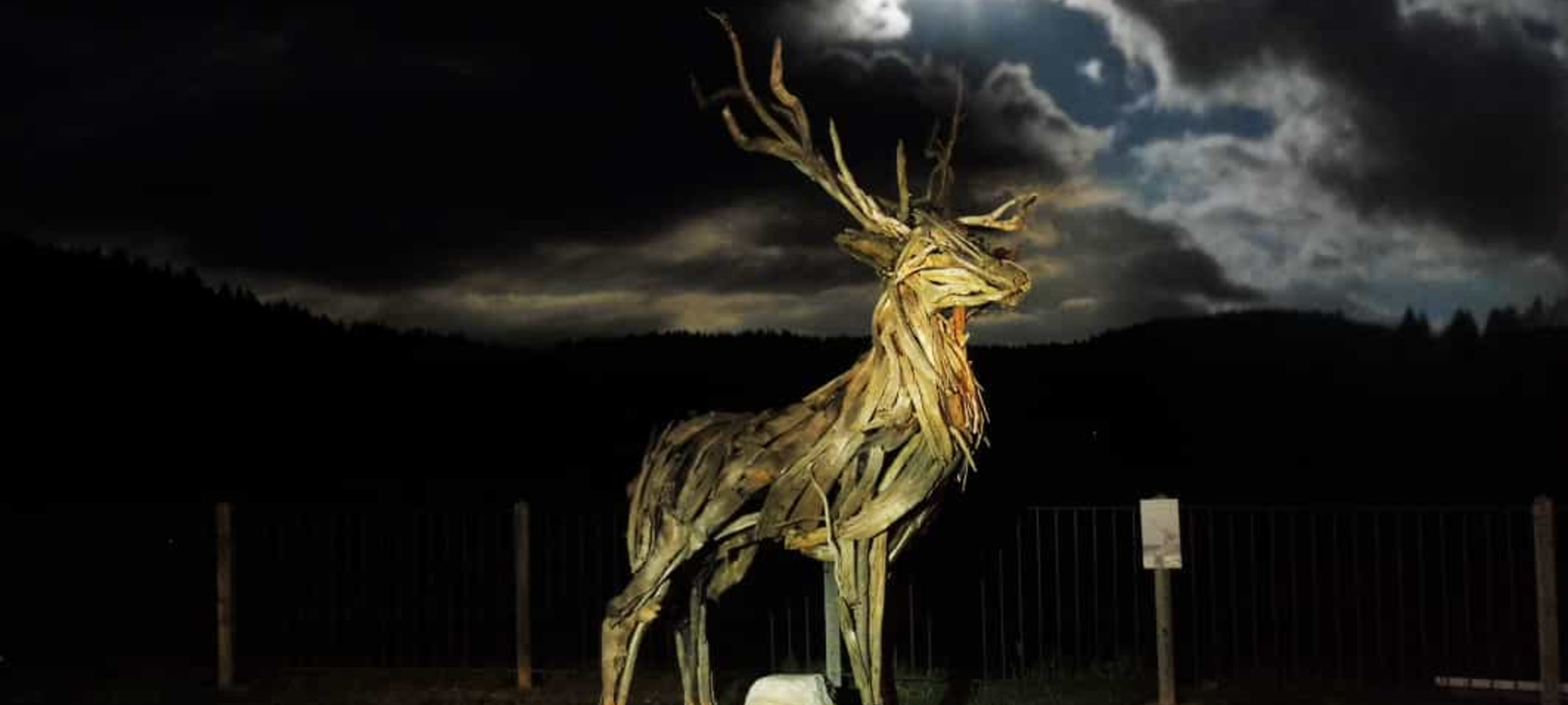 Il Cervo di Vaia: dove si trova e come vederlo