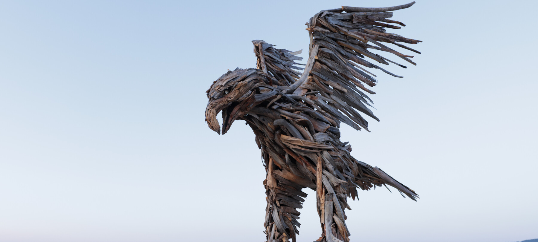 L’Aquila di Vaia a Marcesina: dove si trova e come vederla