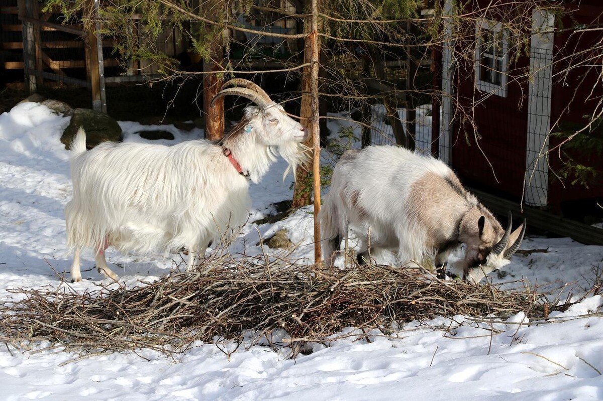 Passeggiata con le caprette sulla neve - it - Guida - Trentino