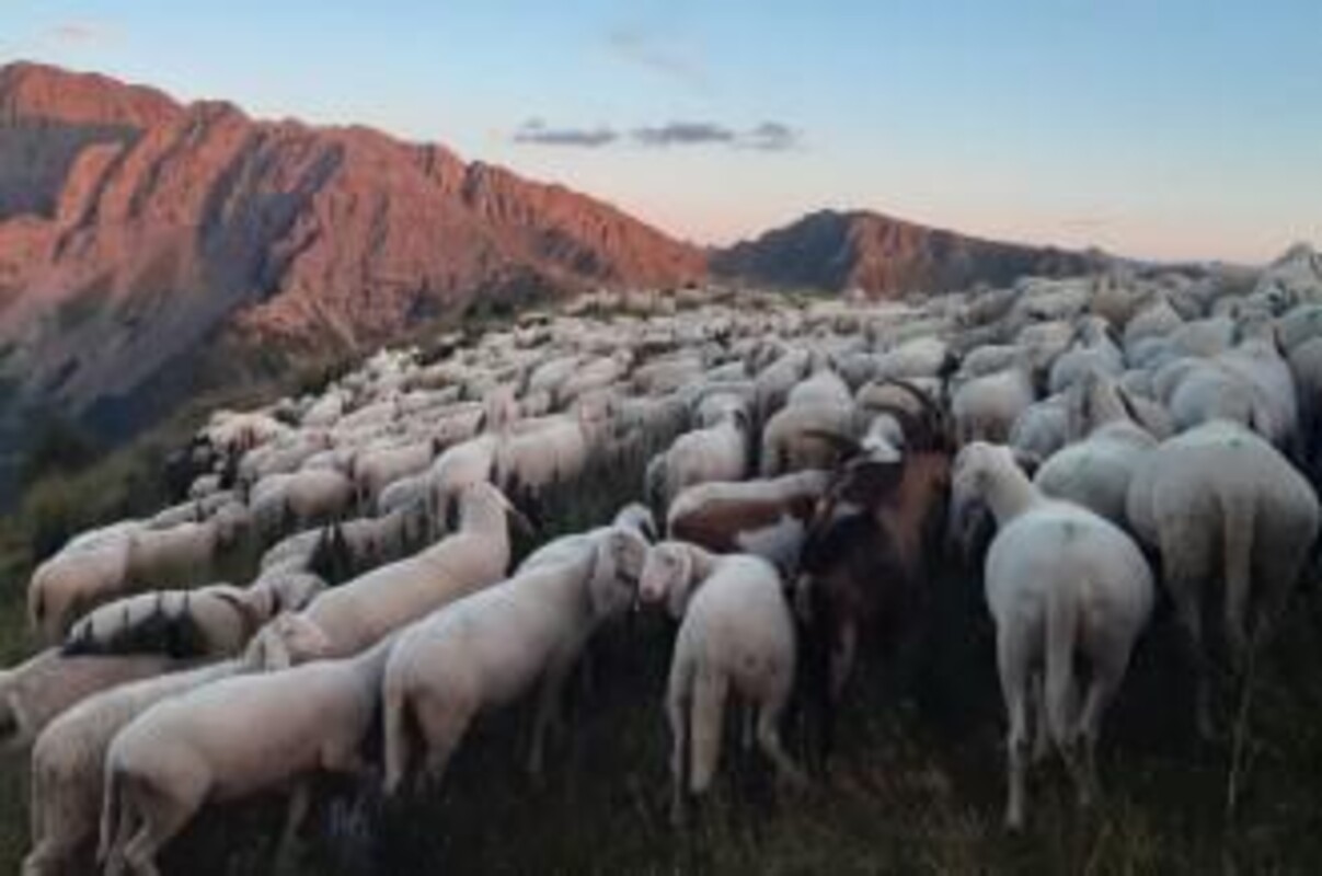 Le vie della transumanza: lungo le tracce e i sentieri della Montagna ...