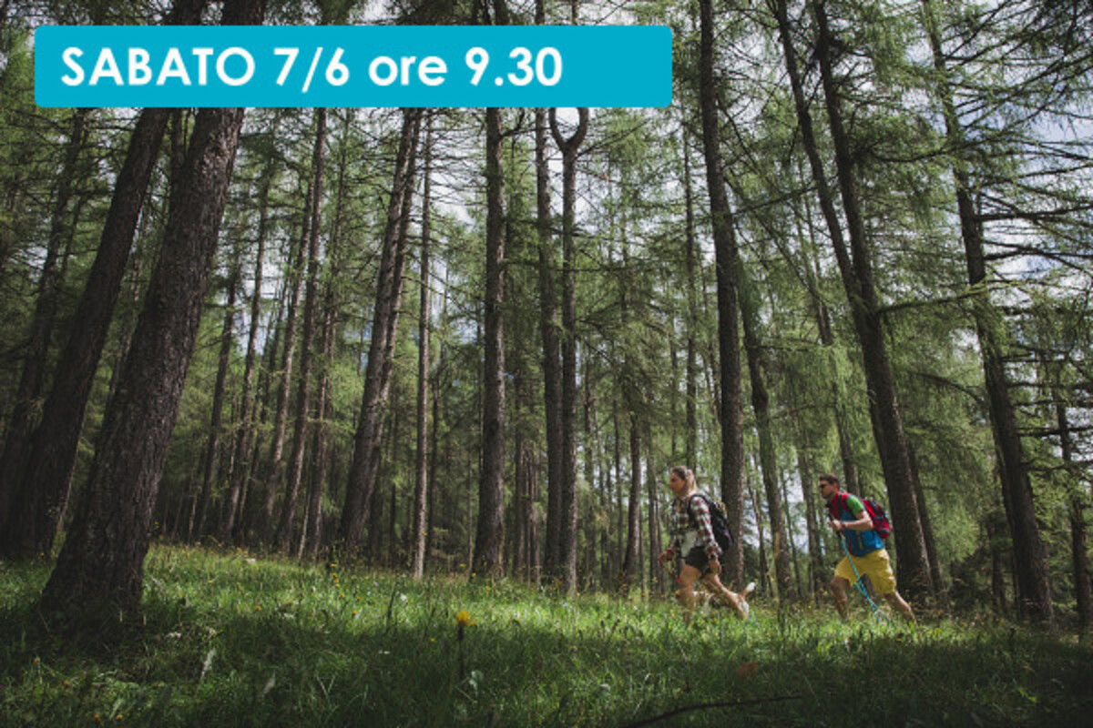 ALLA SCOPERTA DEL LARICE - Cosa fare in Trentino - Eventi - Trentino
