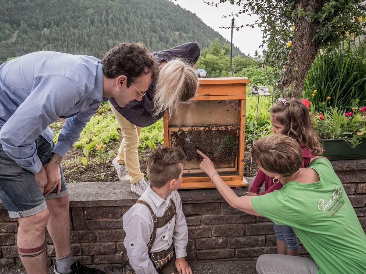 A morning with the Maia bee - Guide - Events