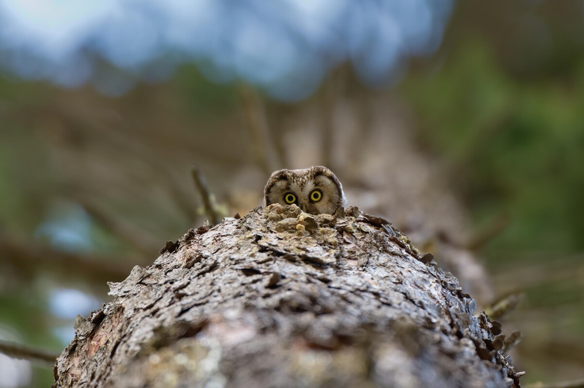 Gli animali del bosco - it - Guida - Trentino