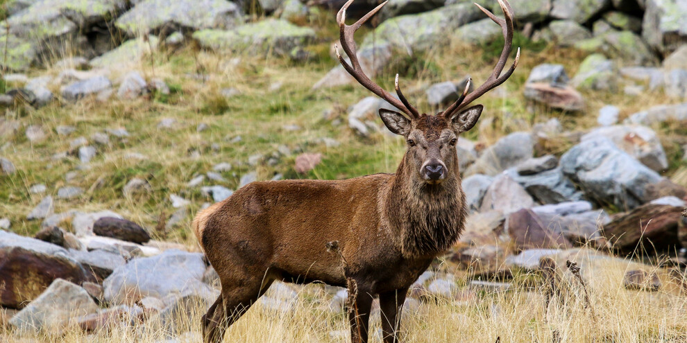 10 cose da fare e da vedere in Val di Rabbi, Trentino