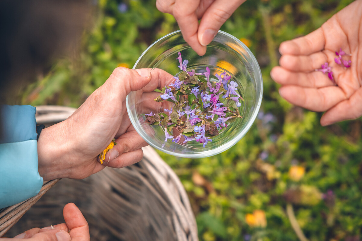 Medicinal Plants at Casa Raphael - What to do in Trentino - Events