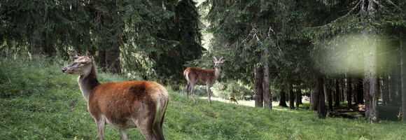 Die Natur barfuß erleben - Was zu tun im Trentino - Veranstaltungen ...